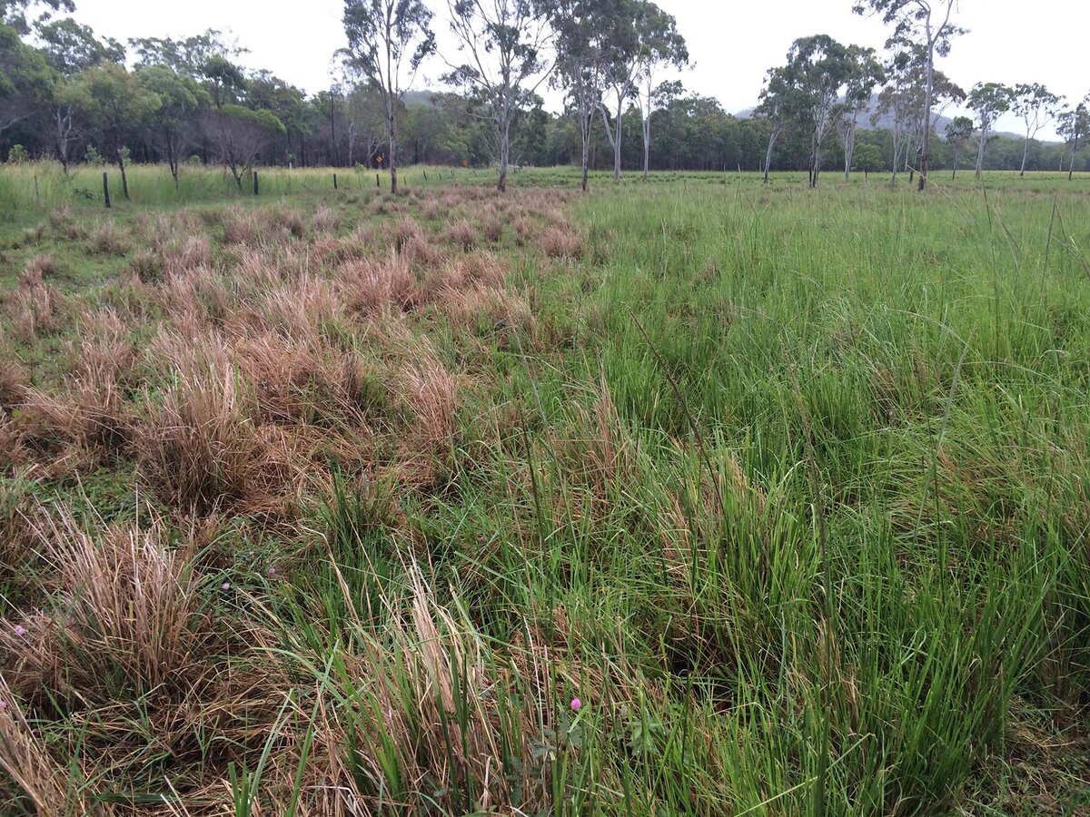 Flupropanate | Granular Products