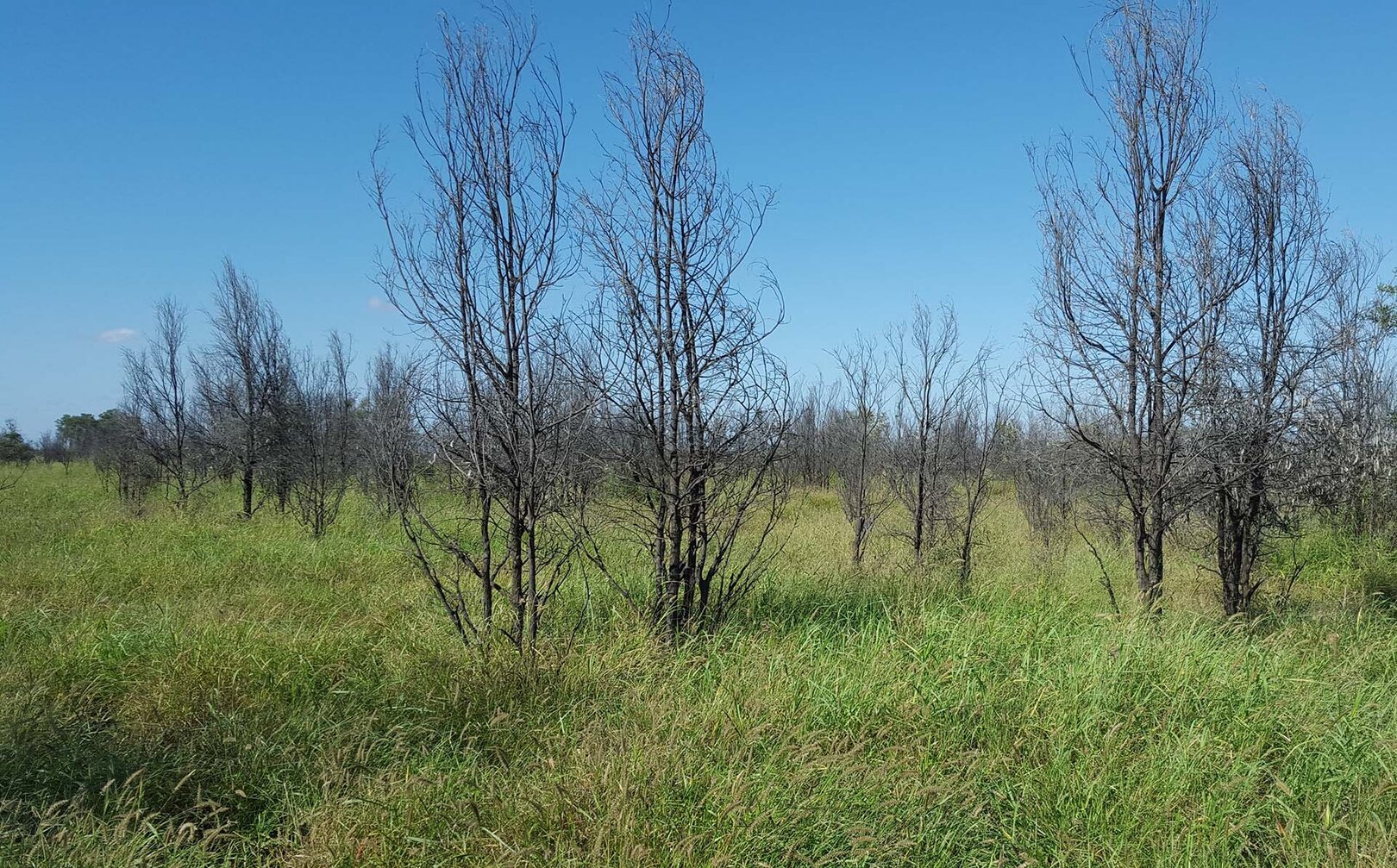 Regain 200 | Granular Products